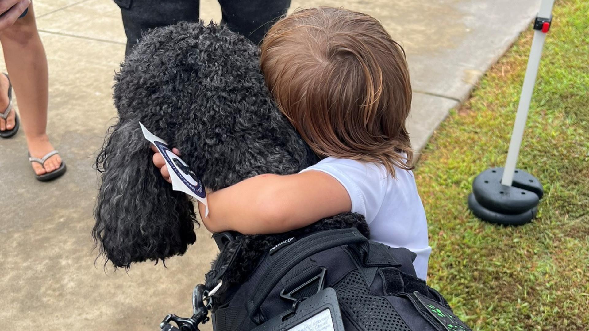 Georgia poodle is up for a national hero dog award; how to vote ...