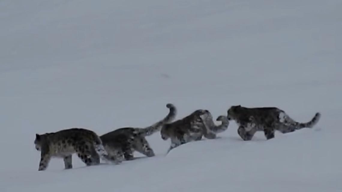 Rare snow leopard sighting in Pakistan | 11alive.com