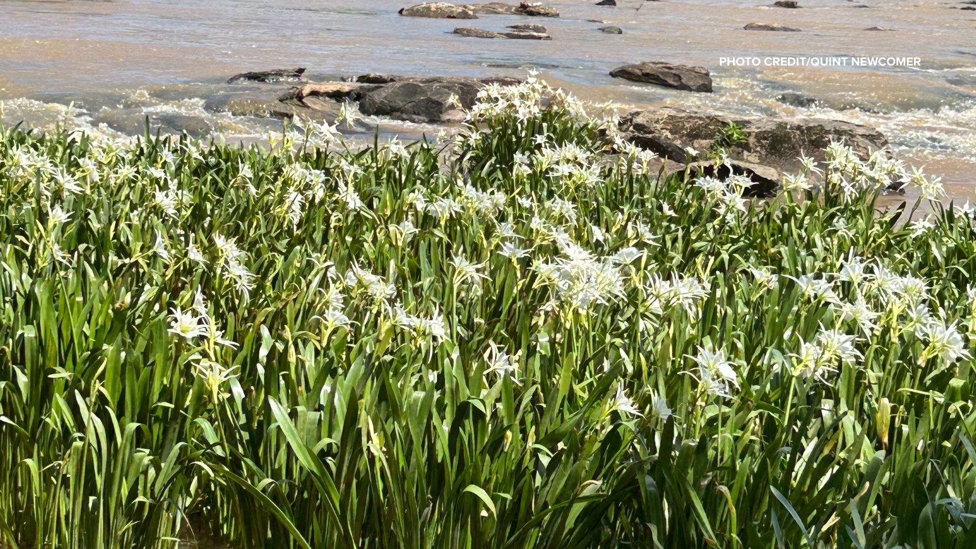 Shoals Spider Lily blooms offer rare glimpse of healthy Georgia rivers ...