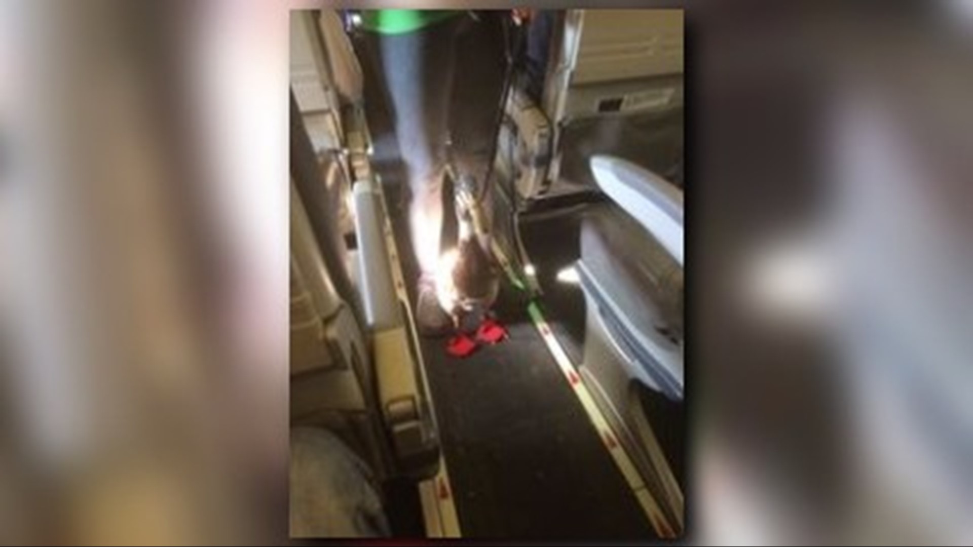 'Emotional support duck' goes viral after plane ride | 11alive.com
