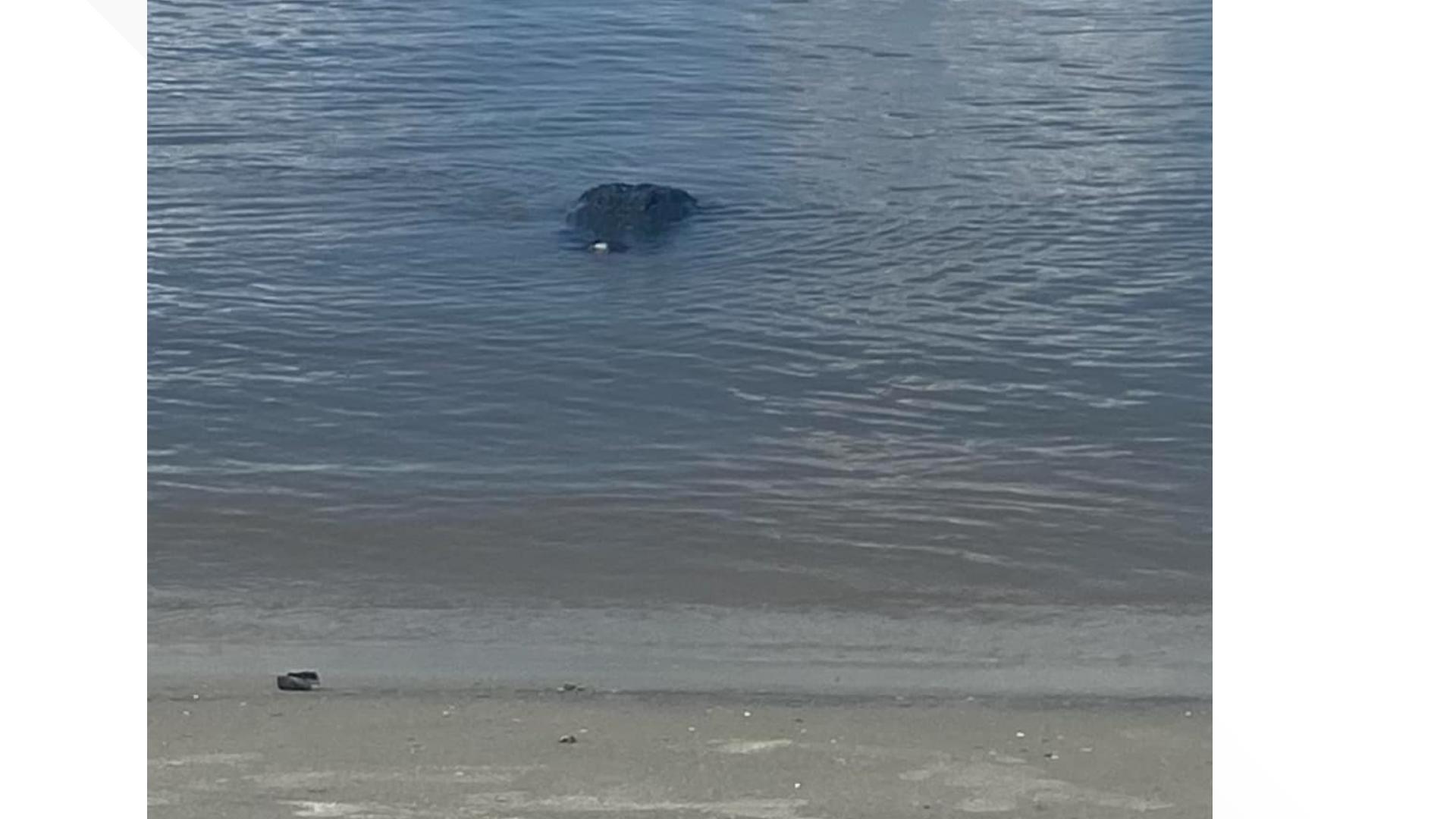 Gator swimming ocean Tybee Island | 11alive.com
