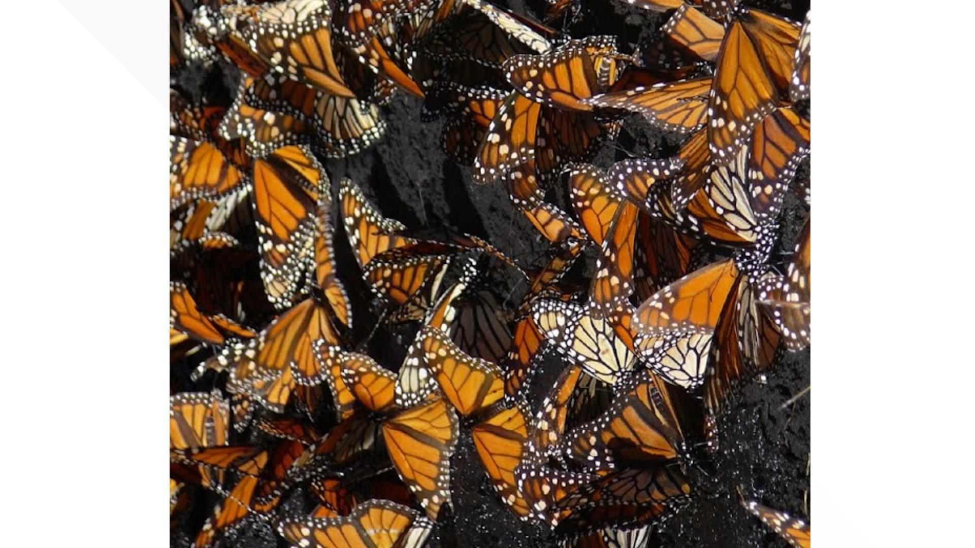 Monarch butterfly endangered species act | How to help | 11alive.com