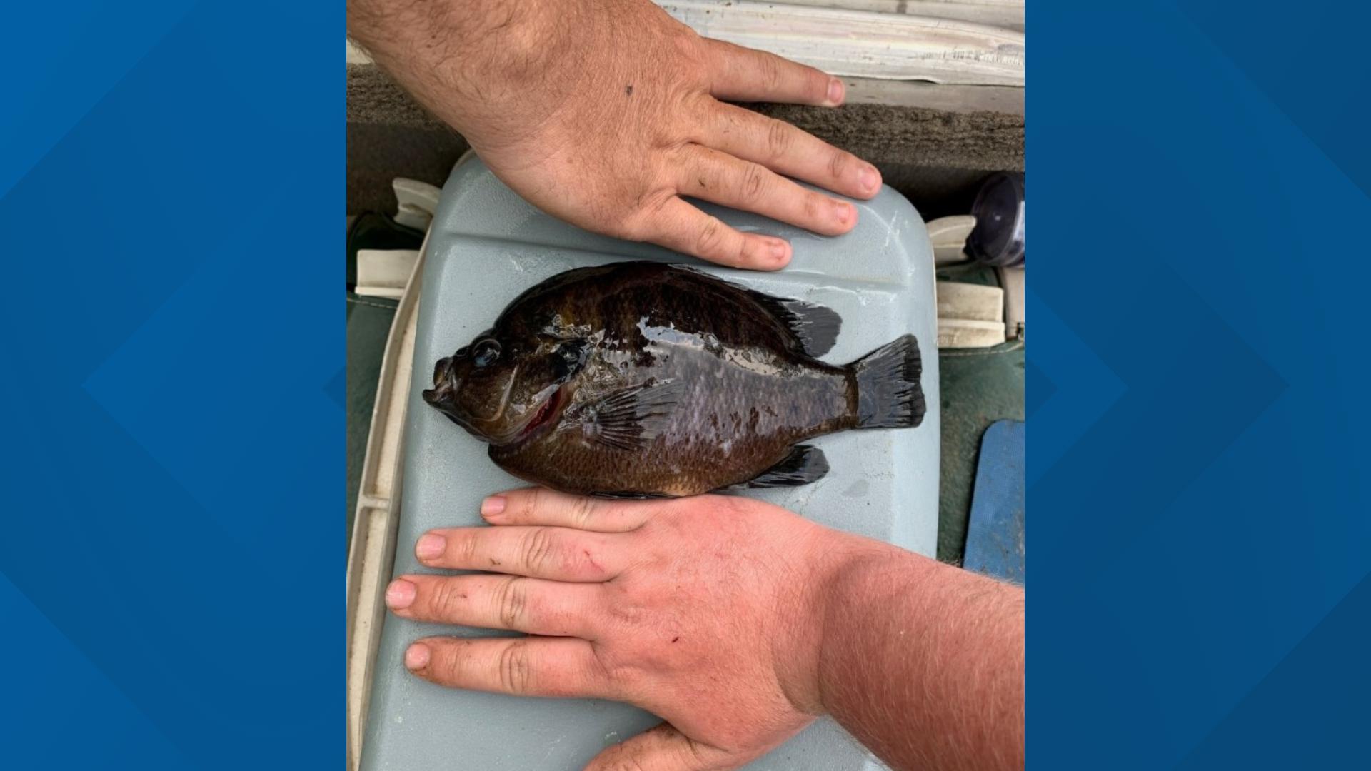 Man ties Georgia record with spotted sunfish catch | 11alive.com