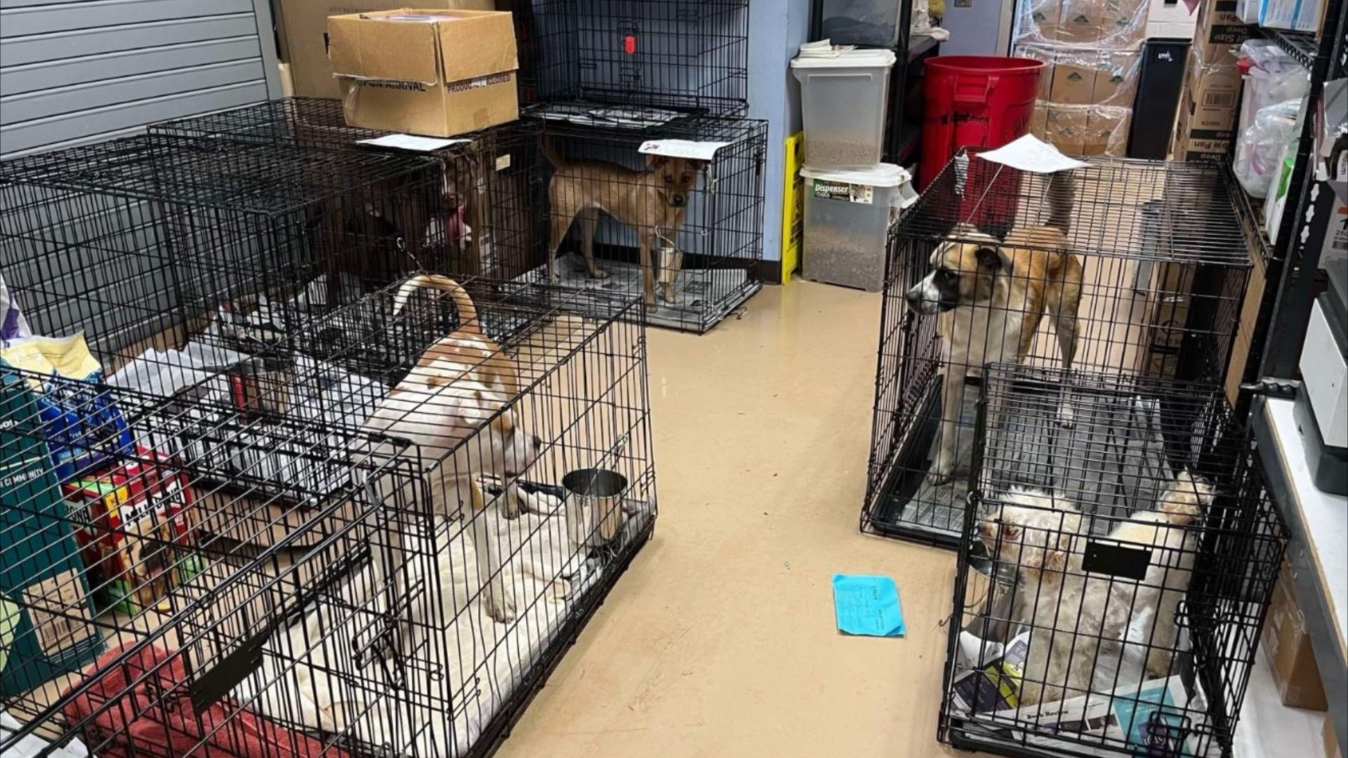 Free animal adoptions Atlanta with shelters overcapacity | 11alive.com