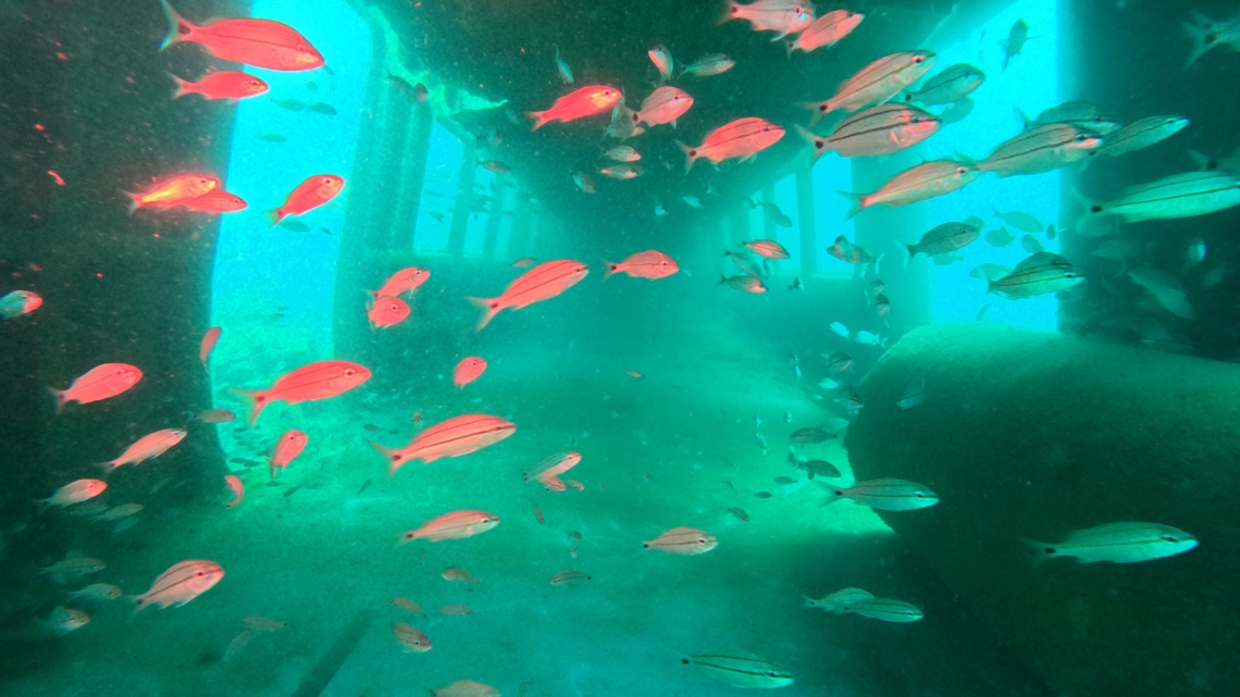 Video | MARTA rail cars repurposed into thriving underwater reefs ...