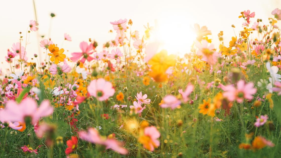 Georgia spring flowers | Best flower festivals in US | 11alive.com