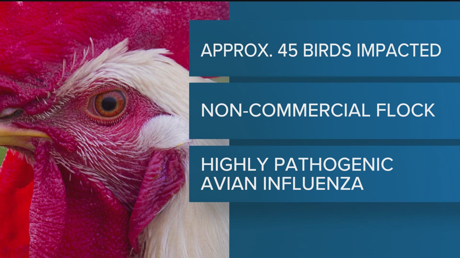 Bird flu hits backyard flock in Henry Couny | 11alive.com