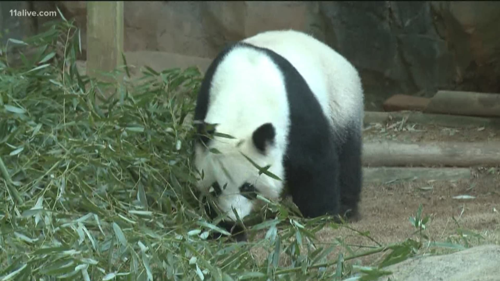 Have you seen me? Family searches for lost panda last seen off I-20 ...