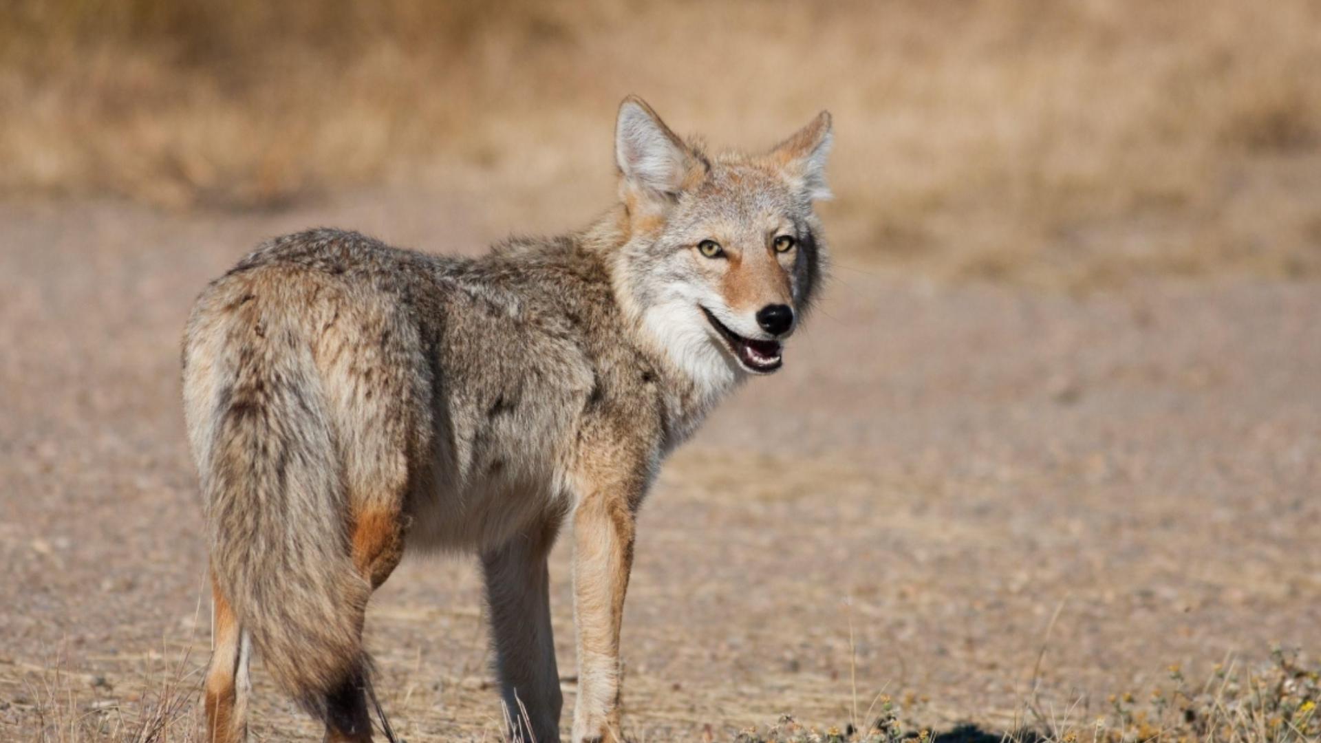 Study: Attempt to curb coyote population may not be possible | 11alive.com