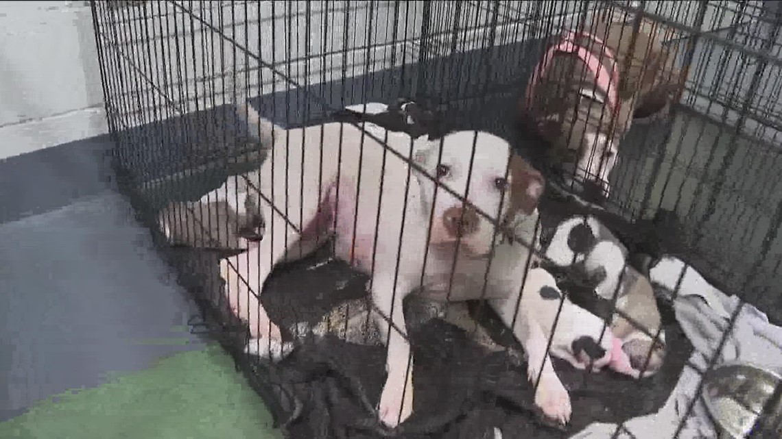 Spalding County animal shelter offers owners a place to temporarily ...