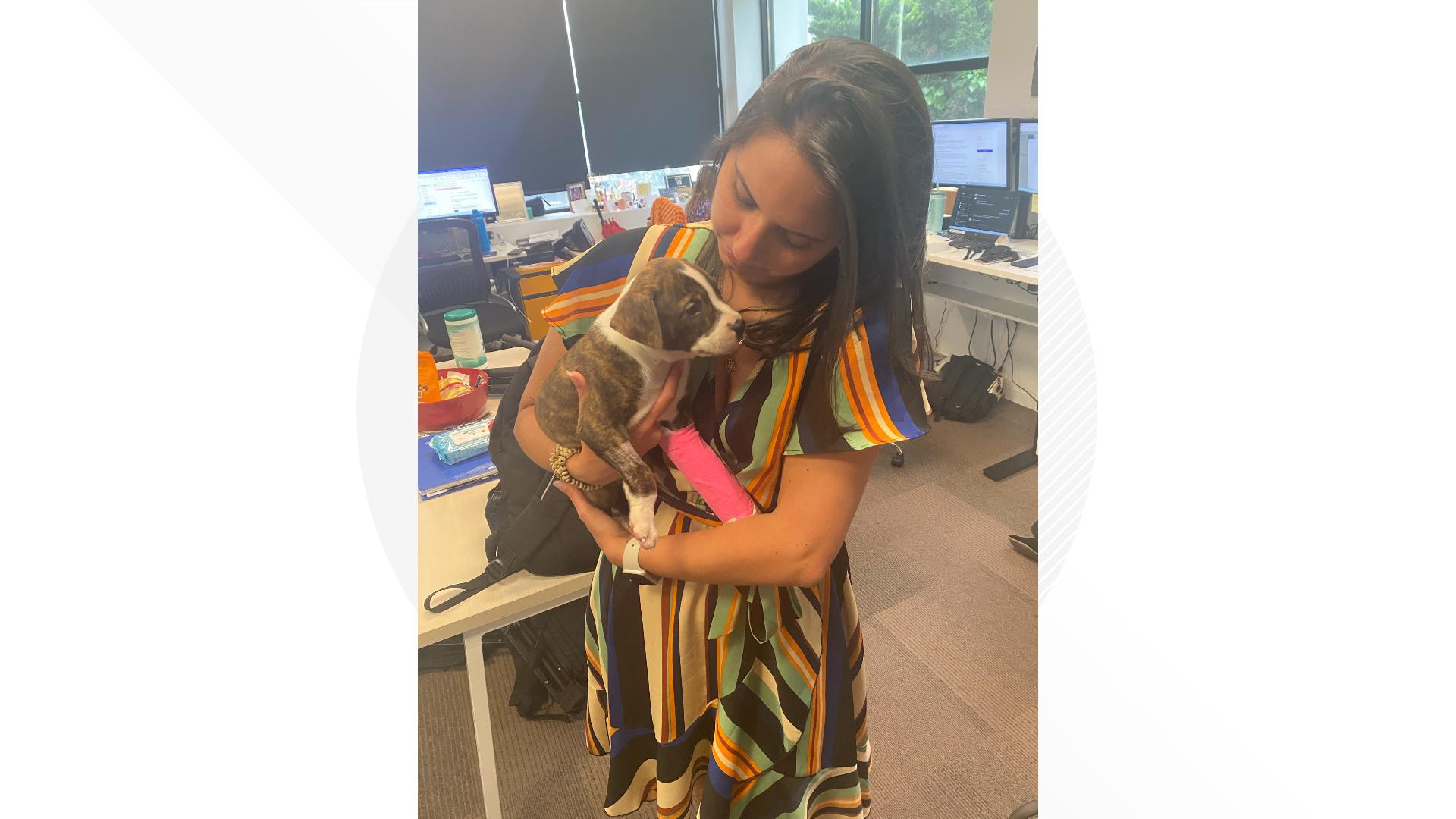 Justice for Junie | Dog found abused in Union City dumpster | 11alive.com