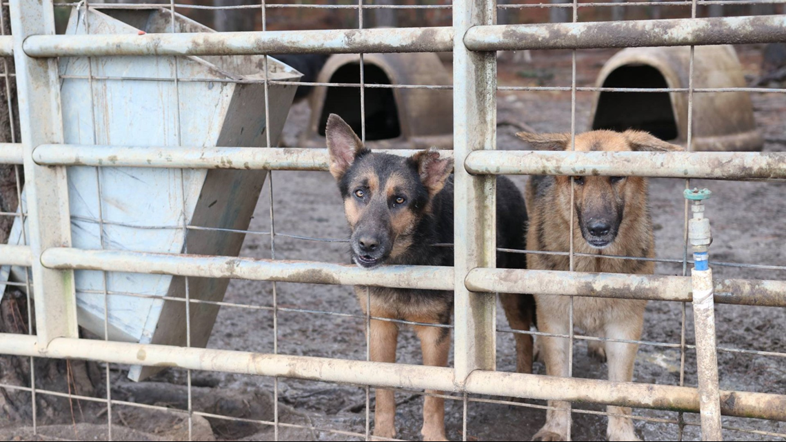 165 German Shepherds found living in 'extremely neglectful conditions ...
