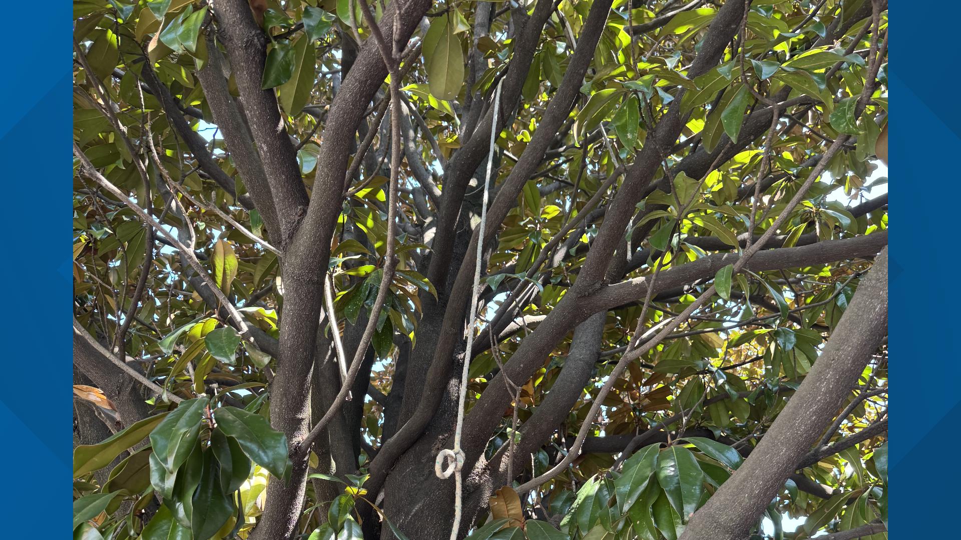 Rope found hanging from tree outside Black history museum | 11alive.com