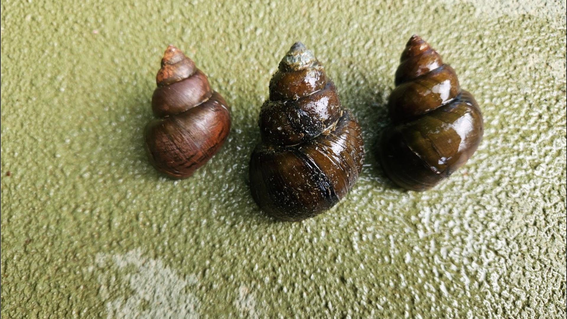 New invasive species in Georgia: snails | 11alive.com