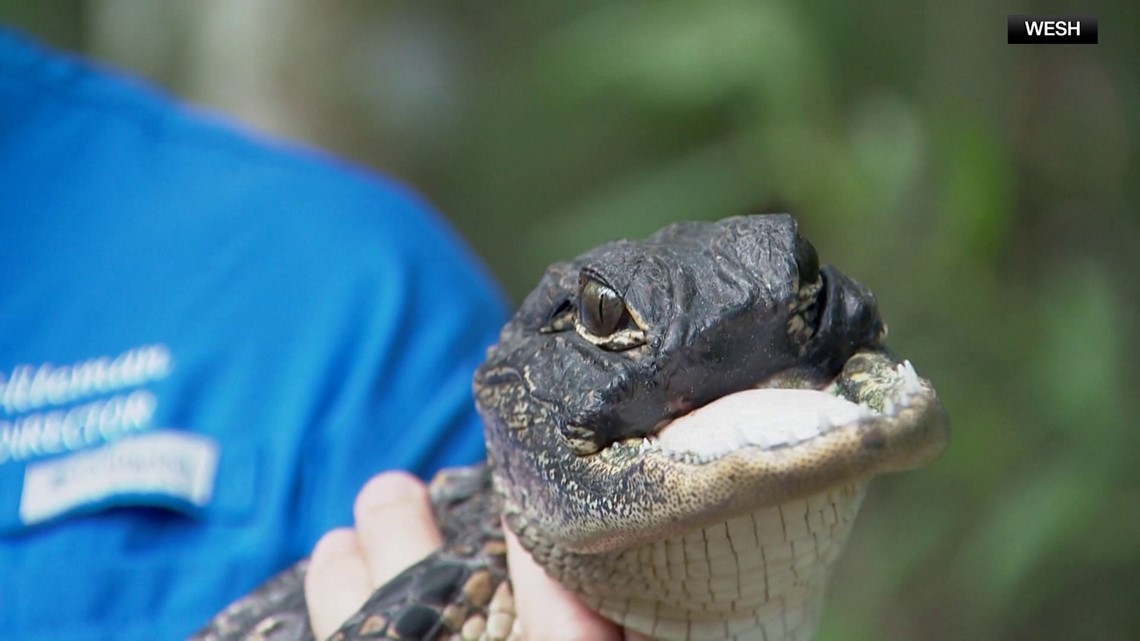 Jawless gator rescued in Florida needs a new name | 11alive.com