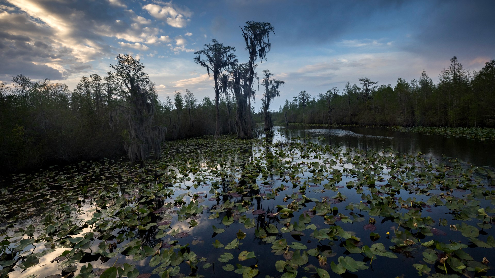 Georgia House bill to protect Okefenokee Swamp from mining | 11alive.com