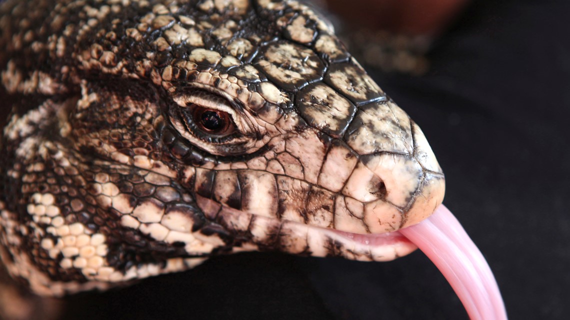 Invasive Tegu lizard spotted in Georgia should be 'shot on sight ...