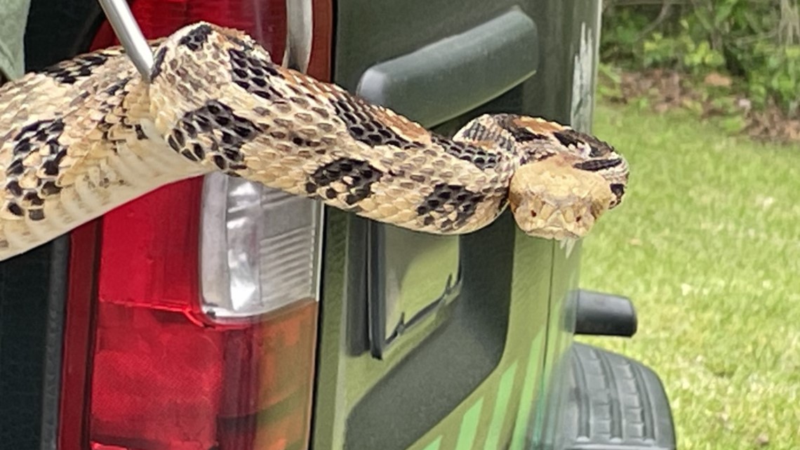 Snake season in Georgia | What to do | 11alive.com