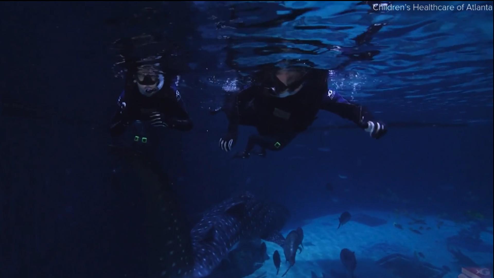 How did whale sharks get to Georgia Aquarium? Here’s the answer ...