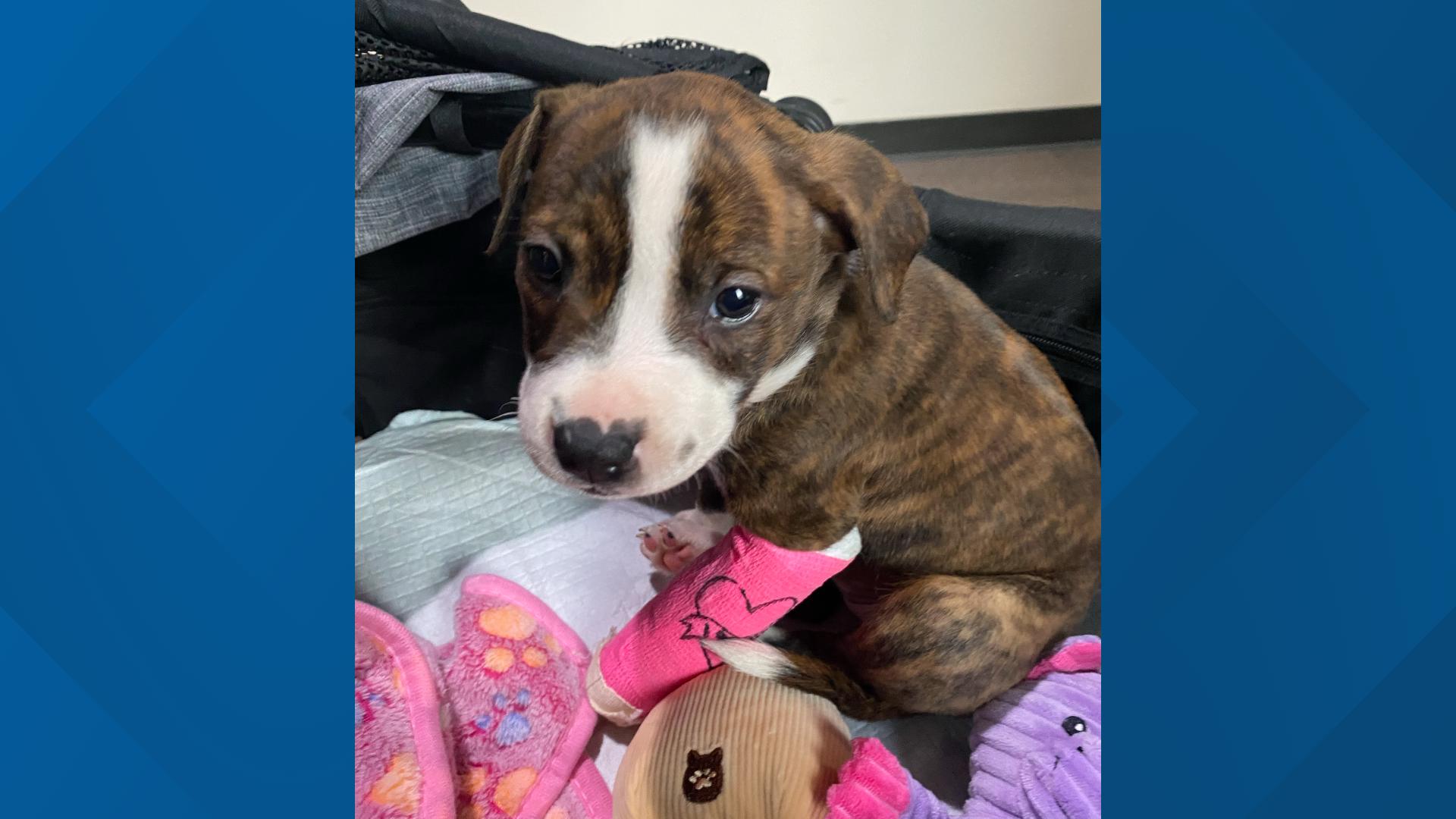 Justice for Junie | Dog found abused in Union City dumpster | 11alive.com