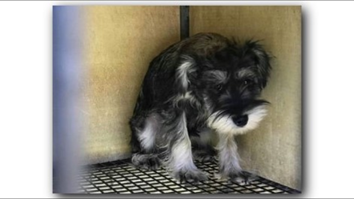 Hidden in plain sight: Sick animals, a jawless dog and a system that ...