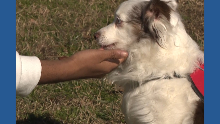 A dog named Robin helps Georgia kids heal from trauma | 11alive.com