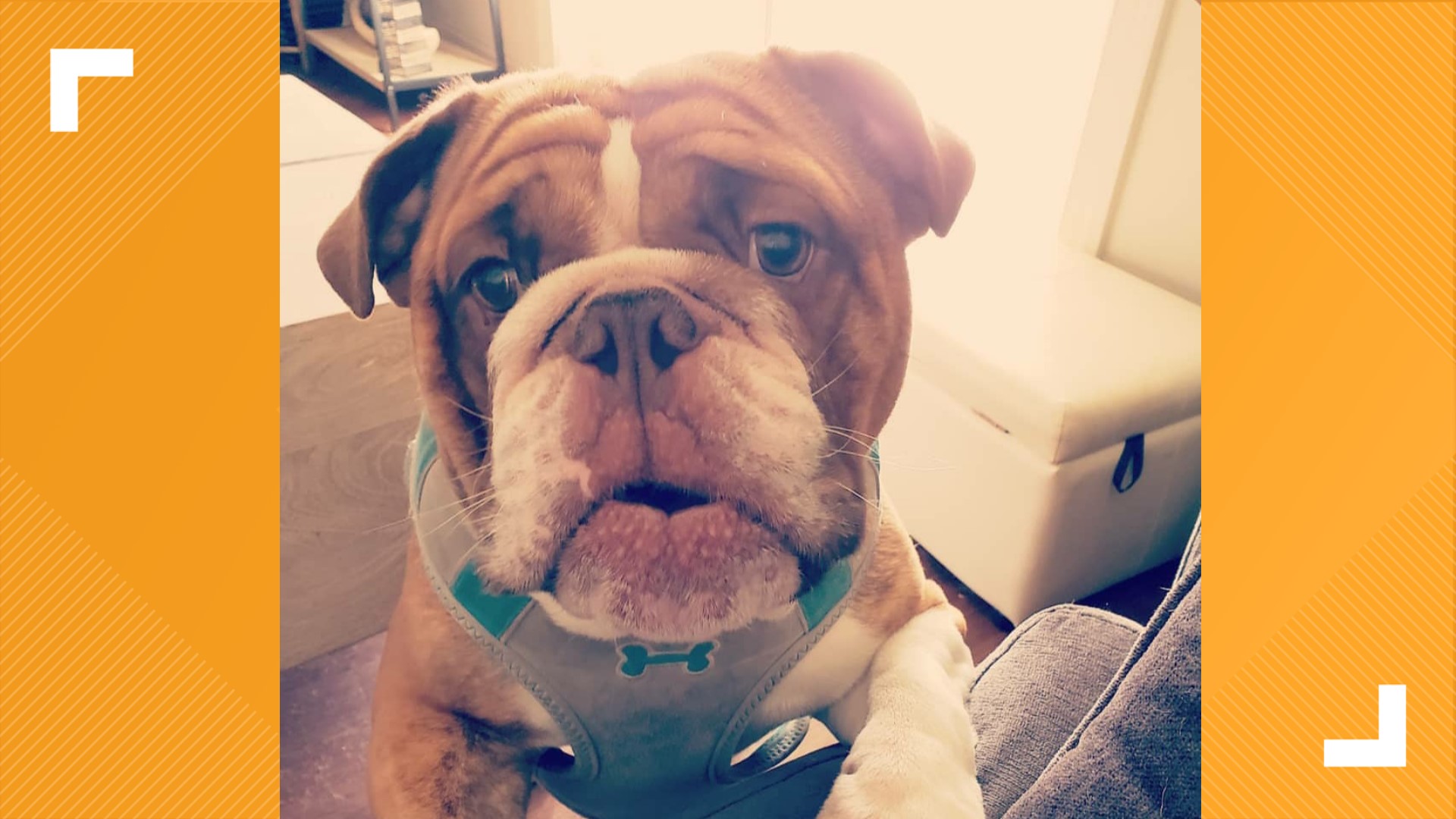 Big Poppa dog from Atlanta becomes national face of quarantine ...