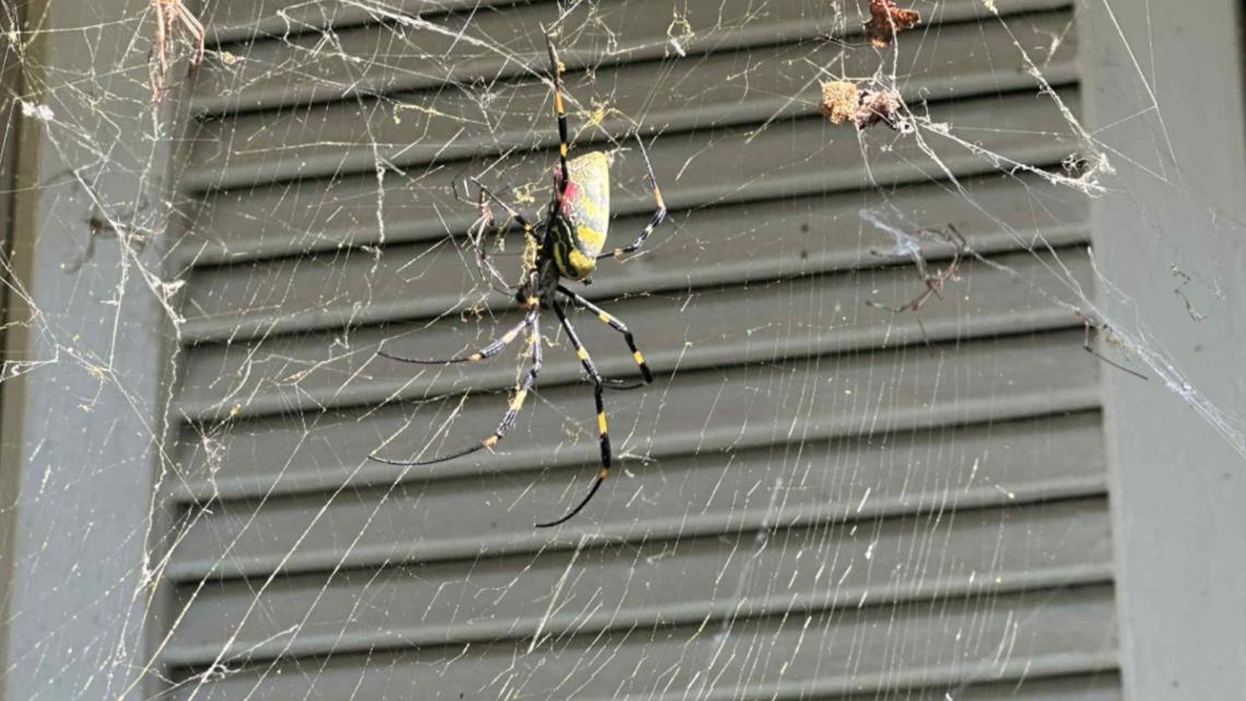 Atlanta man embraces Joro spiders, scientists remain unclear of their ...