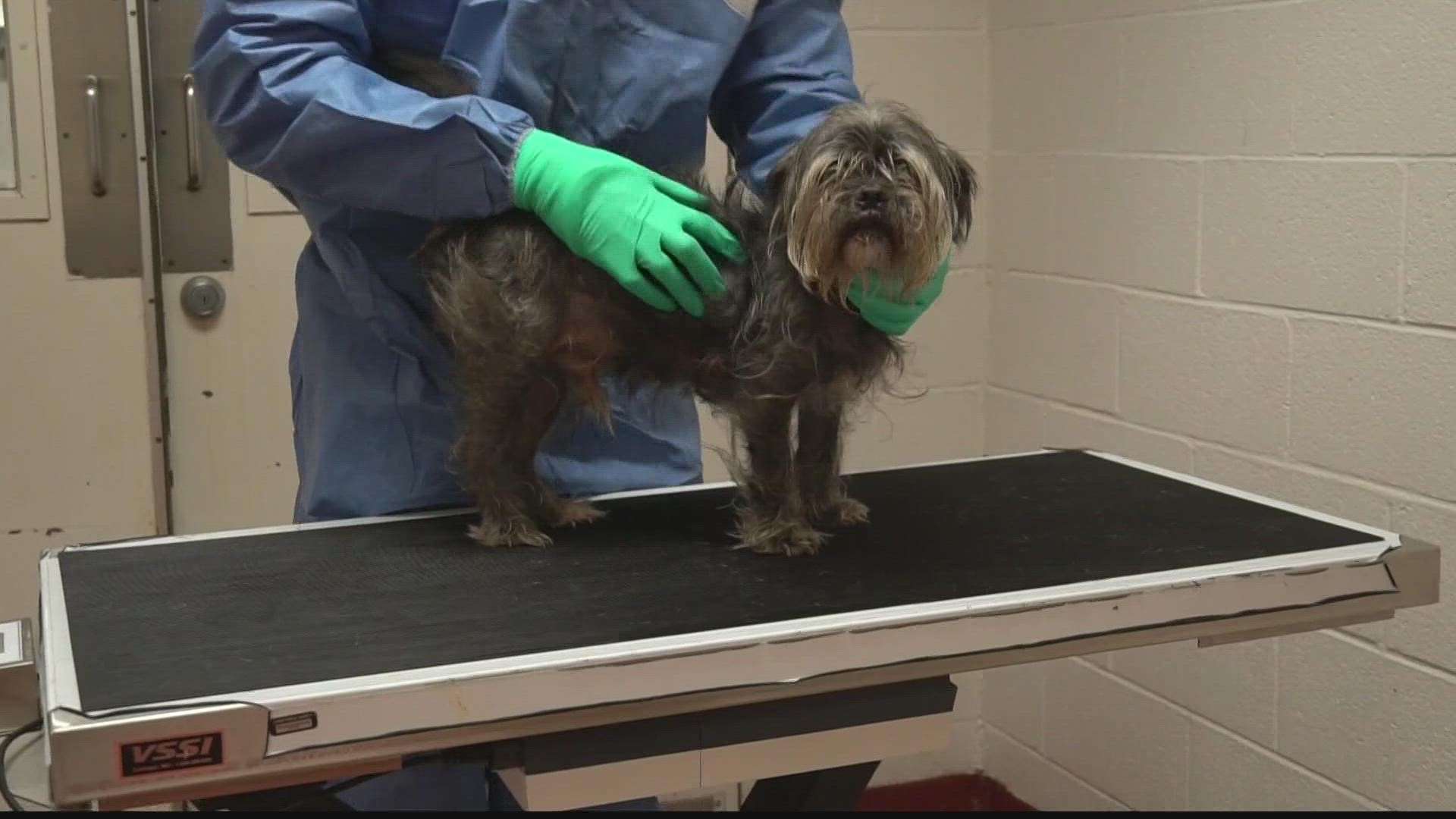 Cobb County animal shelter dealing with case of 'strep zoo' | 11alive.com