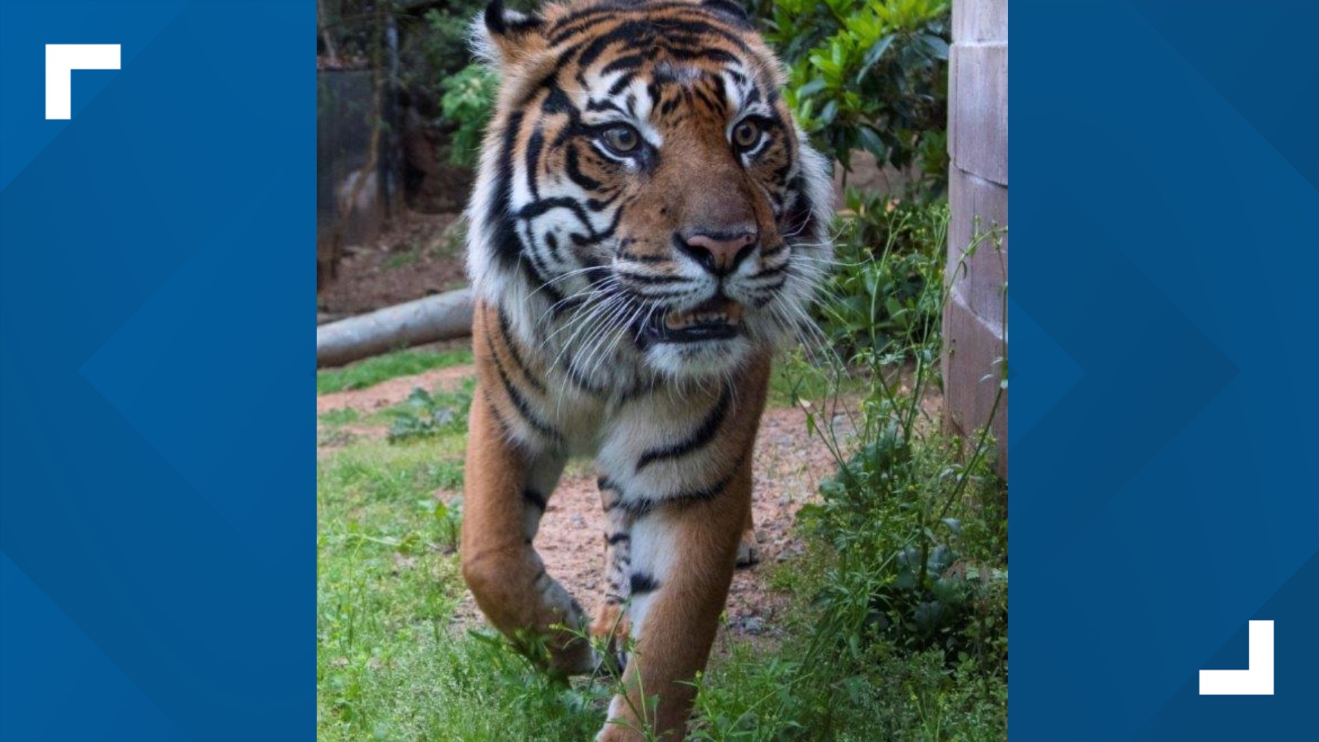 Sparky the tiger at Zoo Atlanta passes away | 11alive.com