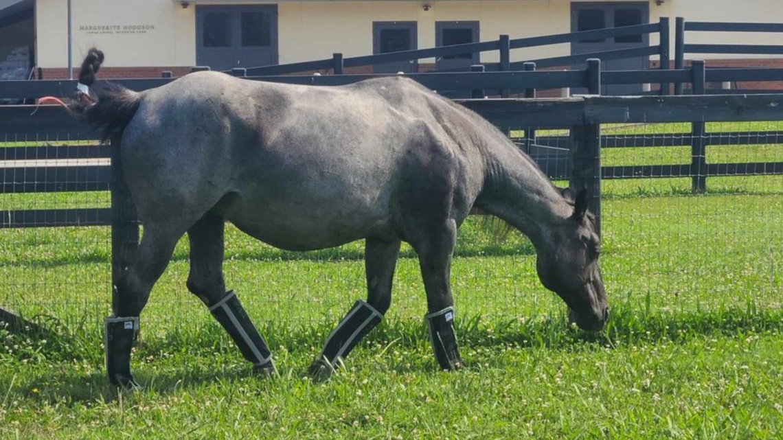 Photos: Horse gives rare birth to twins at UGA vet hospital | 11alive.com