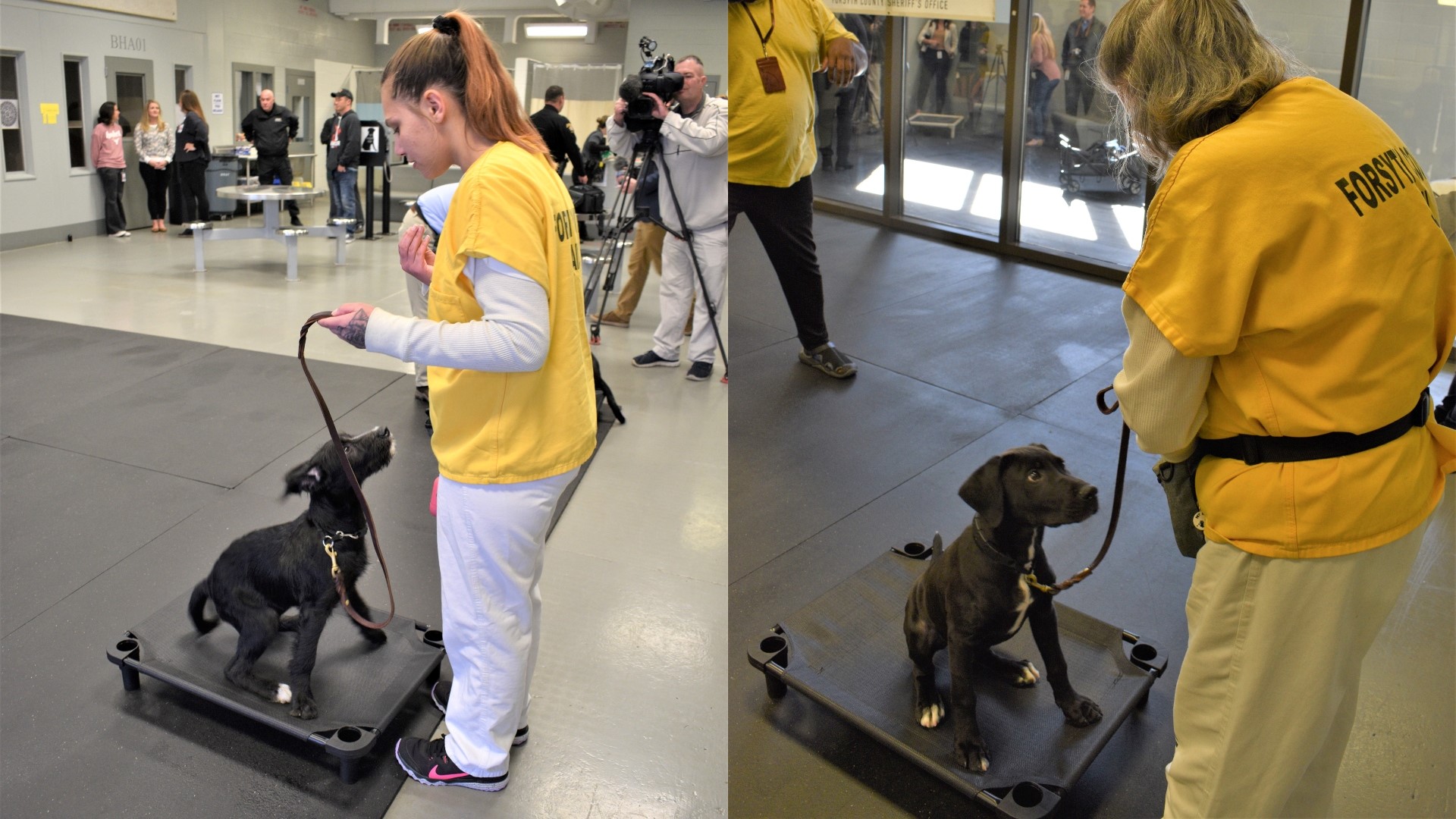 Nearly 70 rescue dogs have homes thanks to inmate training | 11alive.com