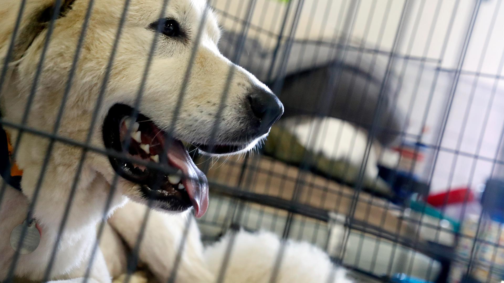 As print declines, Fulton County animal shelters in need of new ...