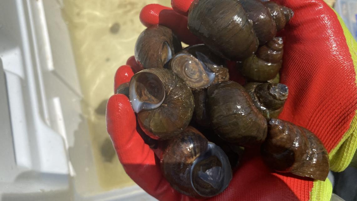 New invasive species in Georgia: snails | 11alive.com