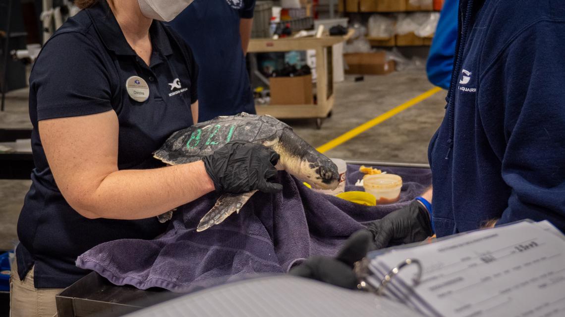 Smallest sea turtle, others rescued by Georgia Aquarium: Photos ...