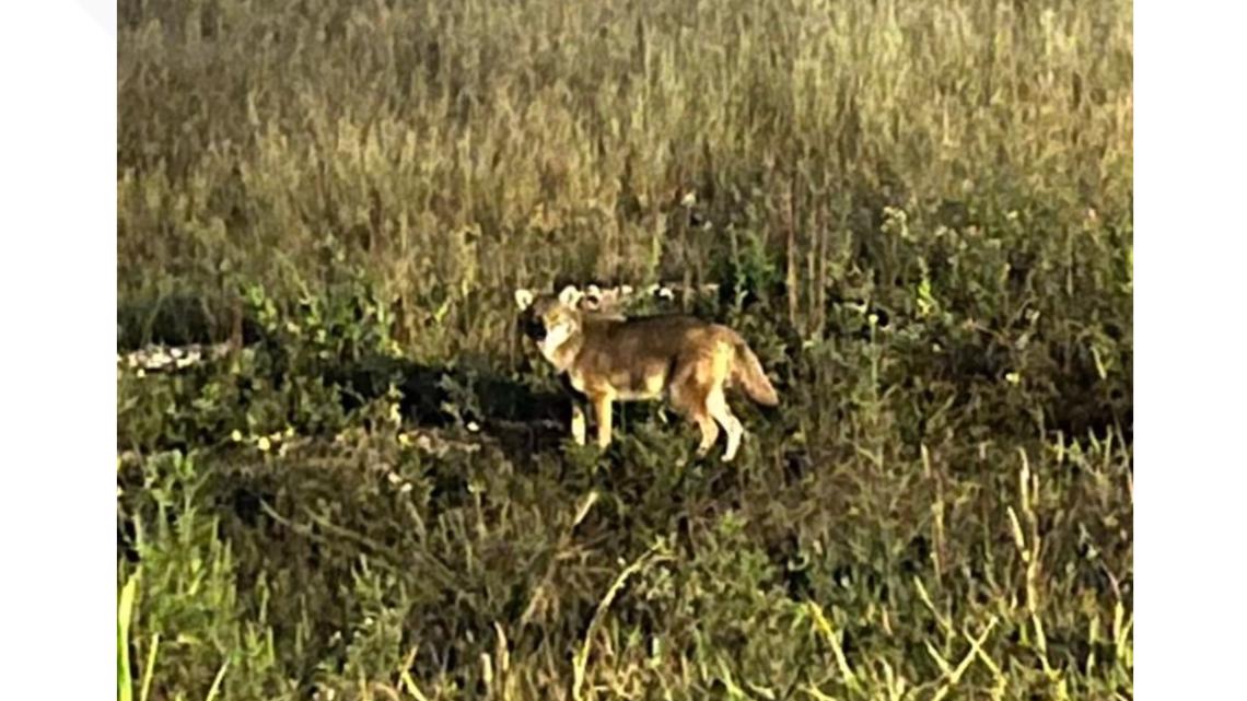 Coyotes in Brookhaven | What to know about sightings | 11alive.com