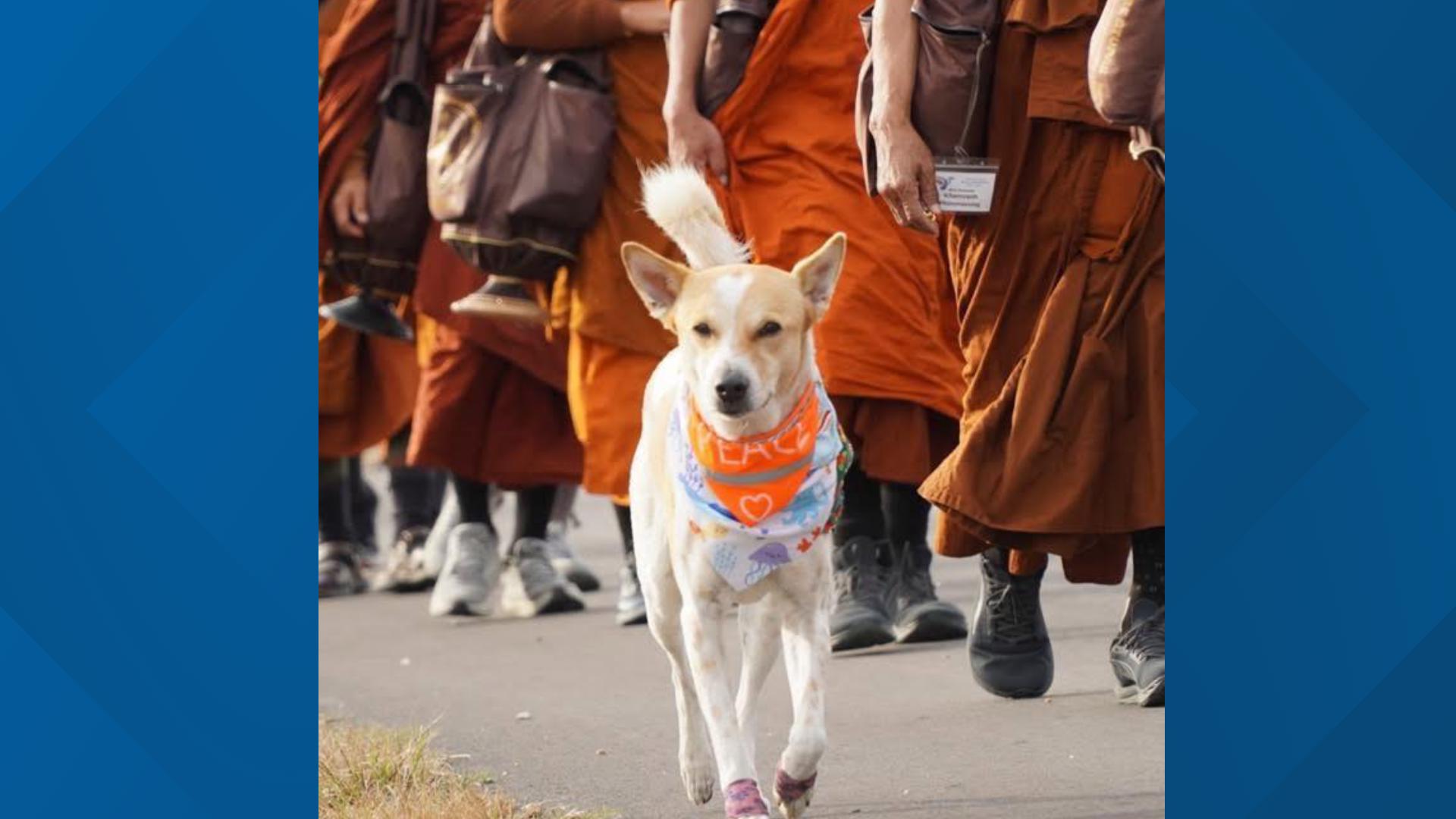 Dog seen with Buddhist monks during Walk for Peace started following ...