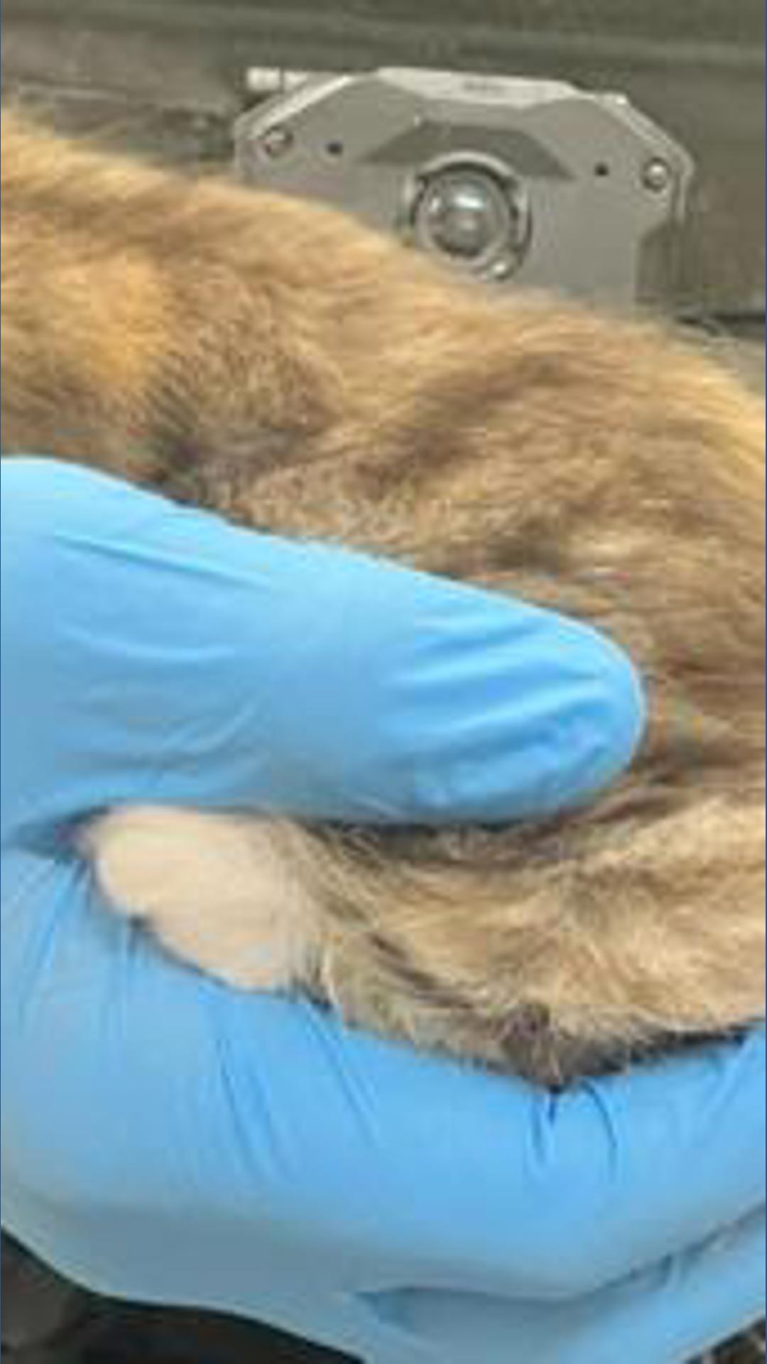Rome Georgia police officer rescues kitten then gives it a home ...