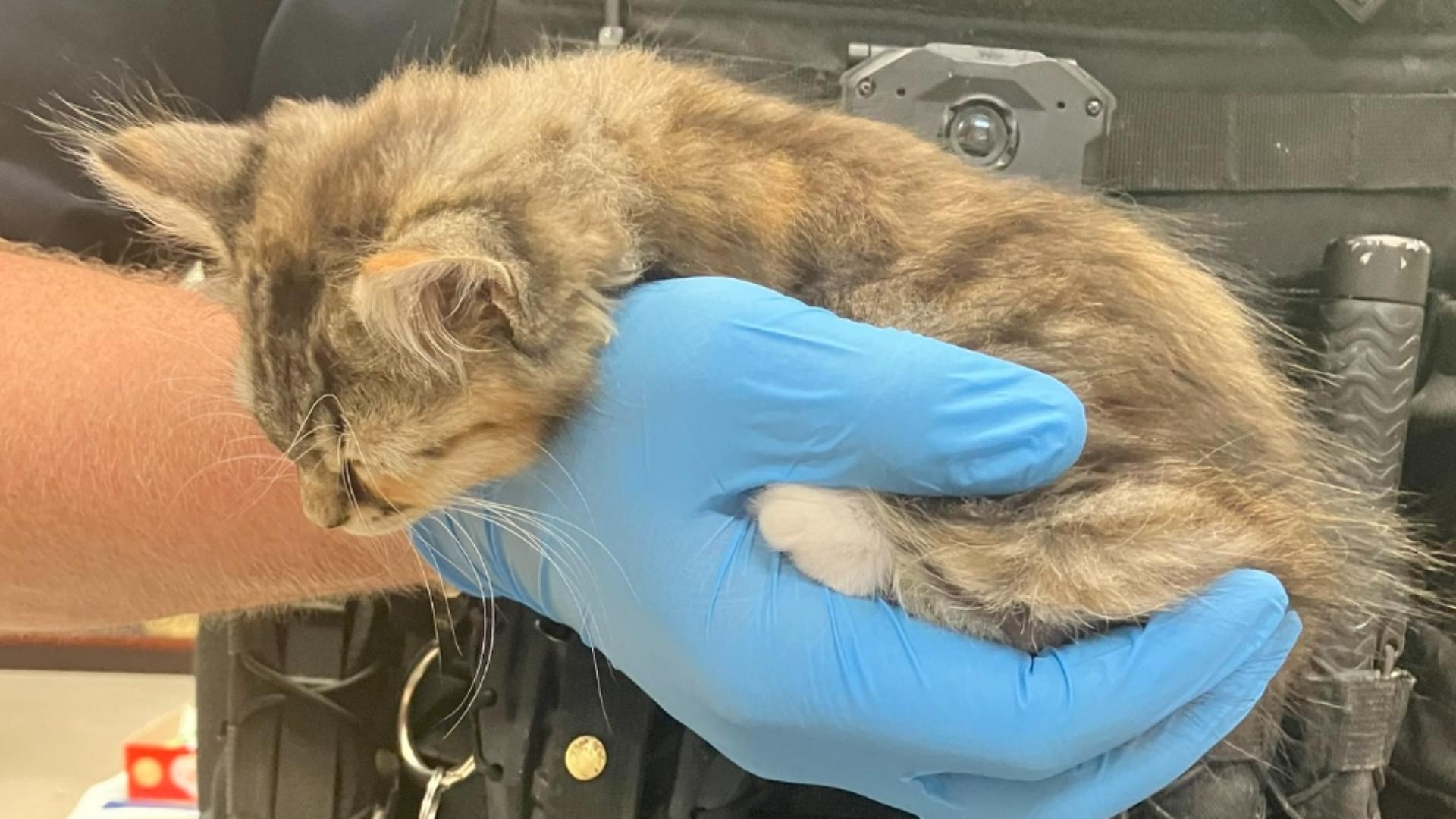 Rome Georgia police officer rescues kitten then gives it a home ...