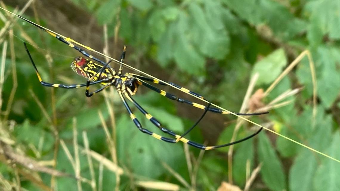 Here's what to know about Joro spiders this Halloween | 11alive.com