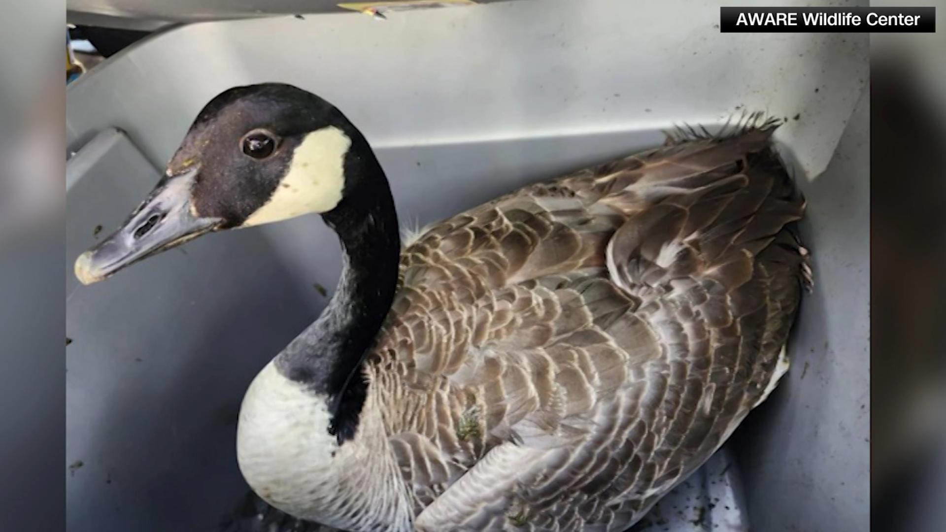 Family of geese rescued off Atlanta hotel rooftop | 11alive.com