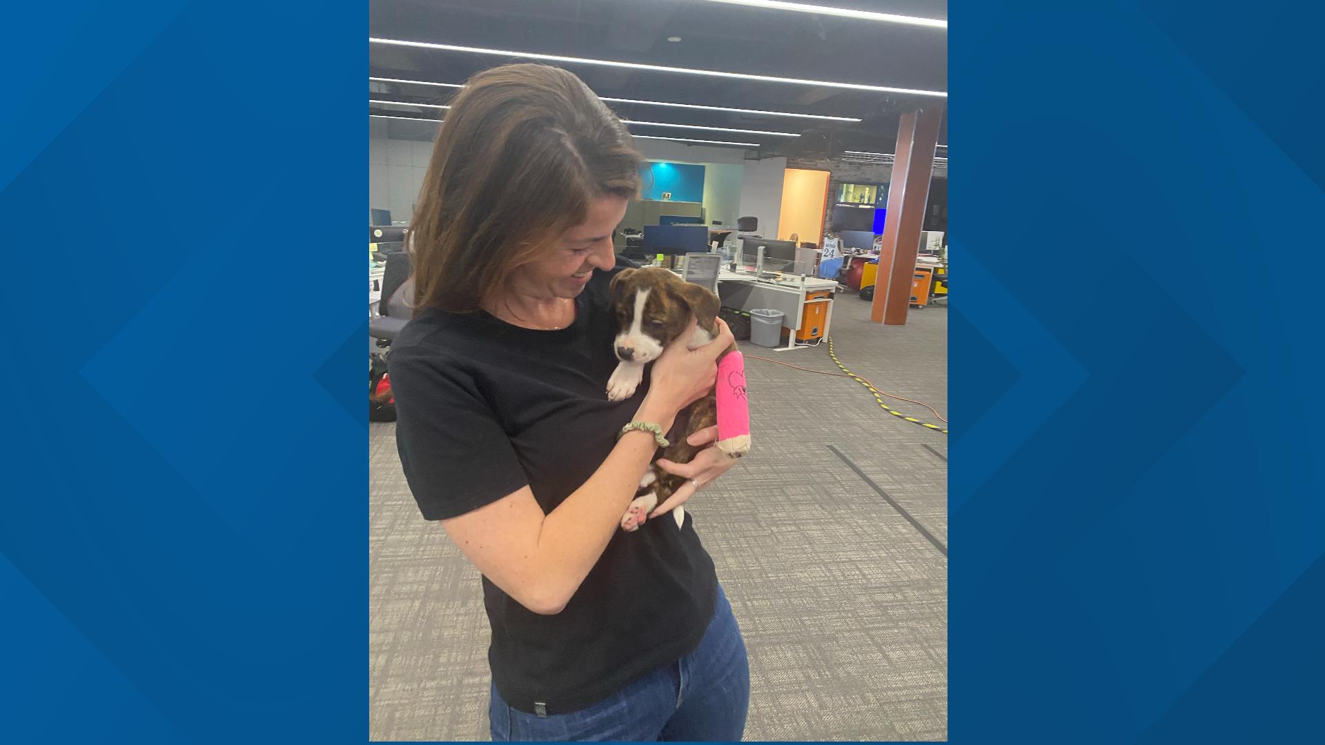 Justice for Junie | Dog found abused in Union City dumpster | 11alive.com