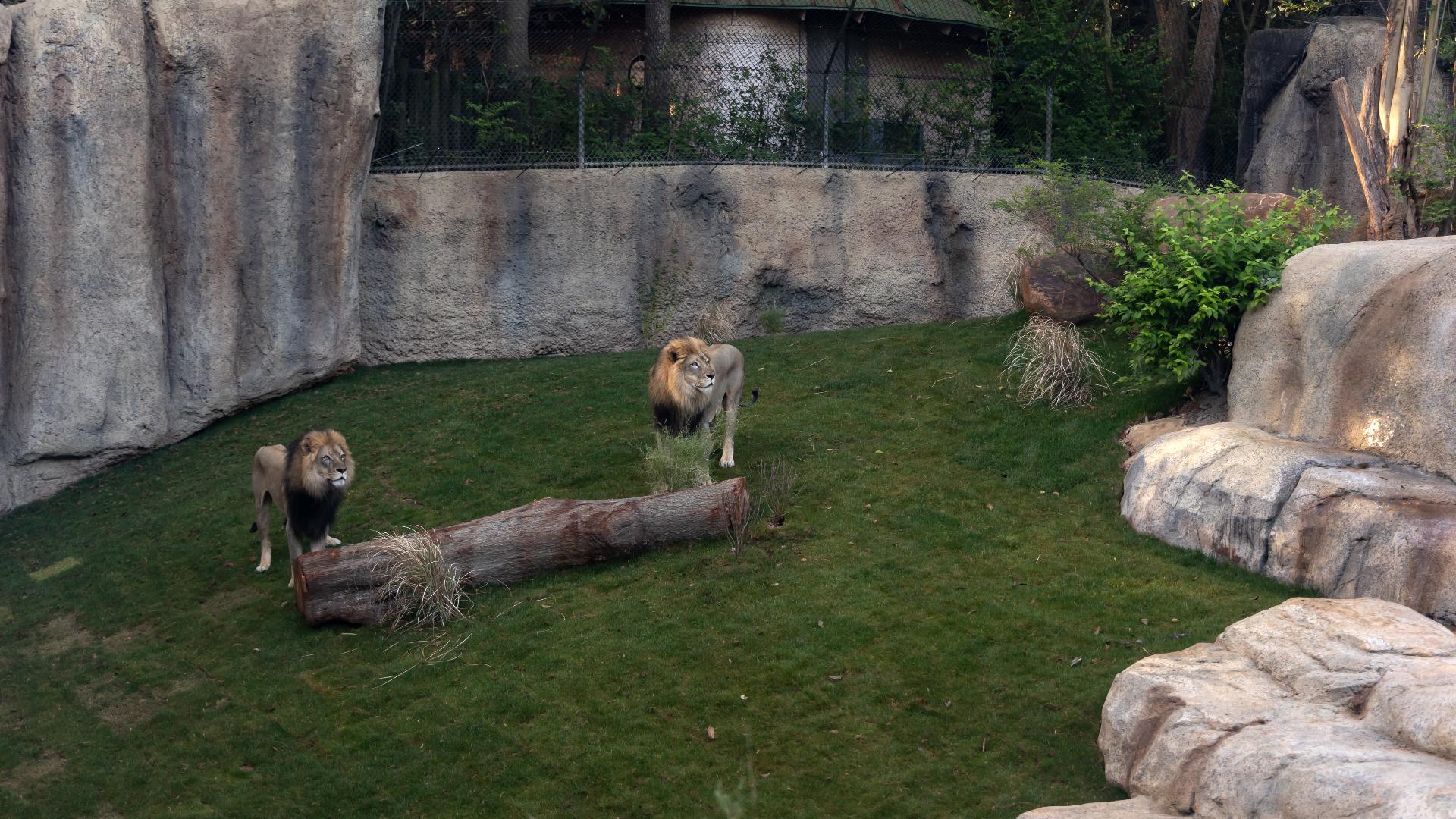 Zoo Atlanta reveals new lion complex | 11alive.com