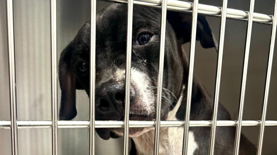 Efforts to make Georgia a 'no kill' state | Animal shelter | 11alive.com