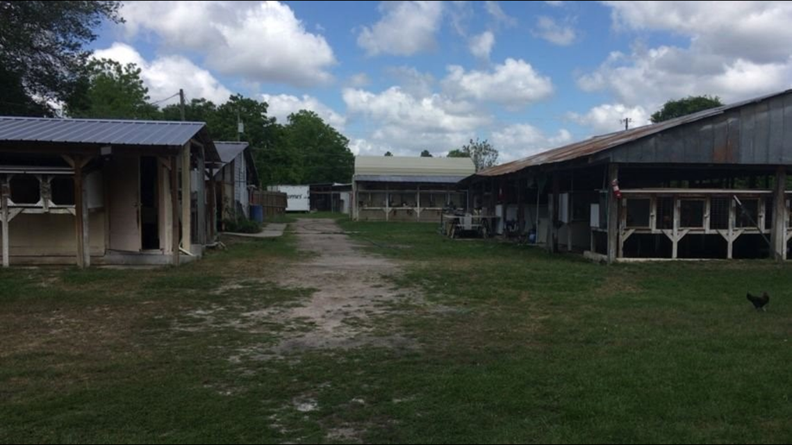 Hidden in plain sight: Sick animals, a jawless dog and a system that ...