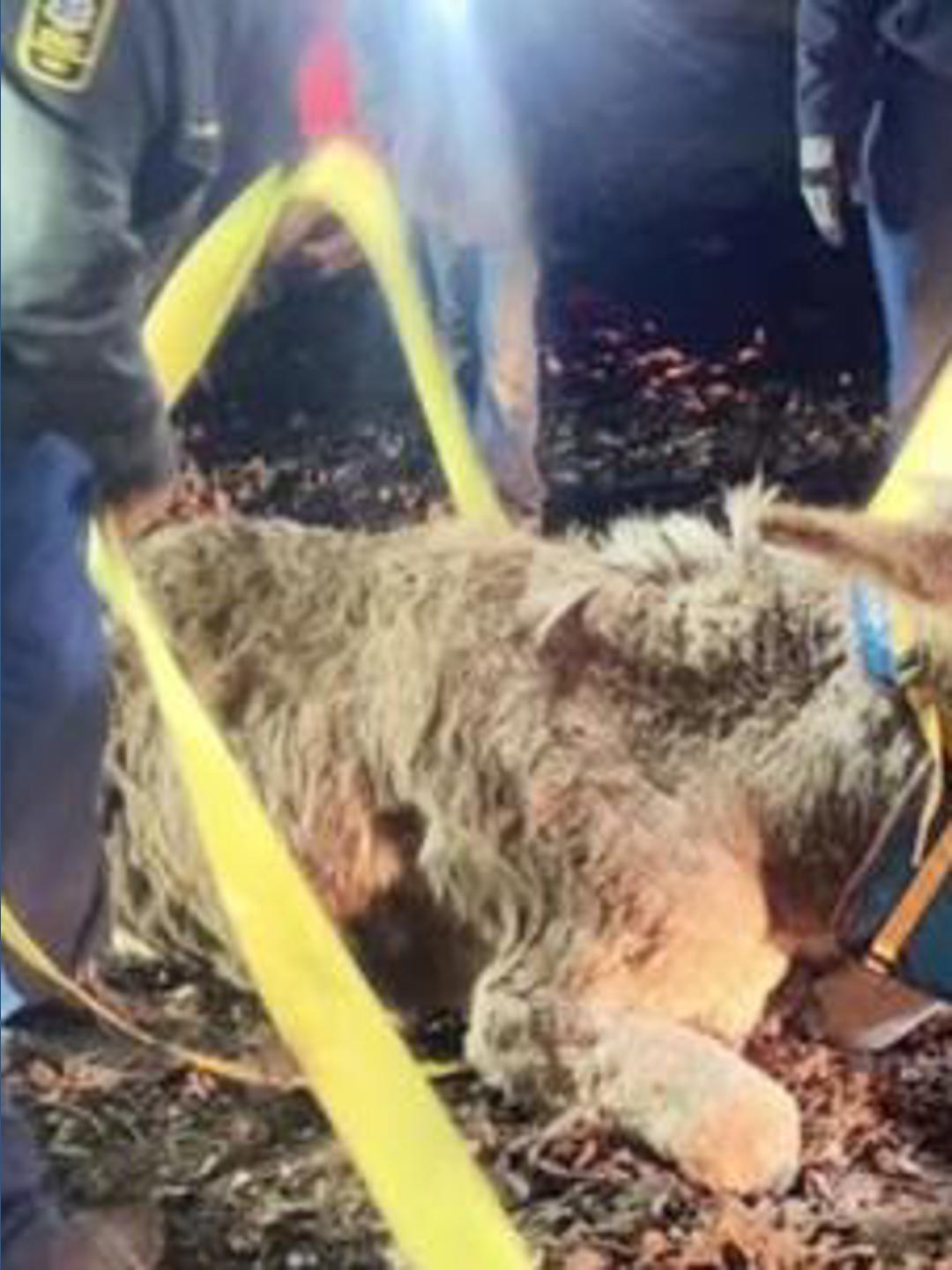 Cherokee County specialized team helps rescue mammoth donkey in north ...