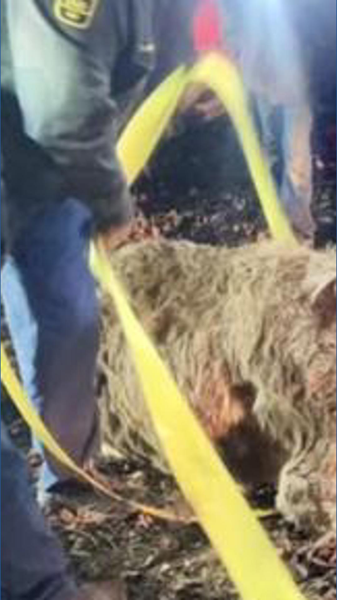 Cherokee County specialized team helps rescue mammoth donkey in north ...