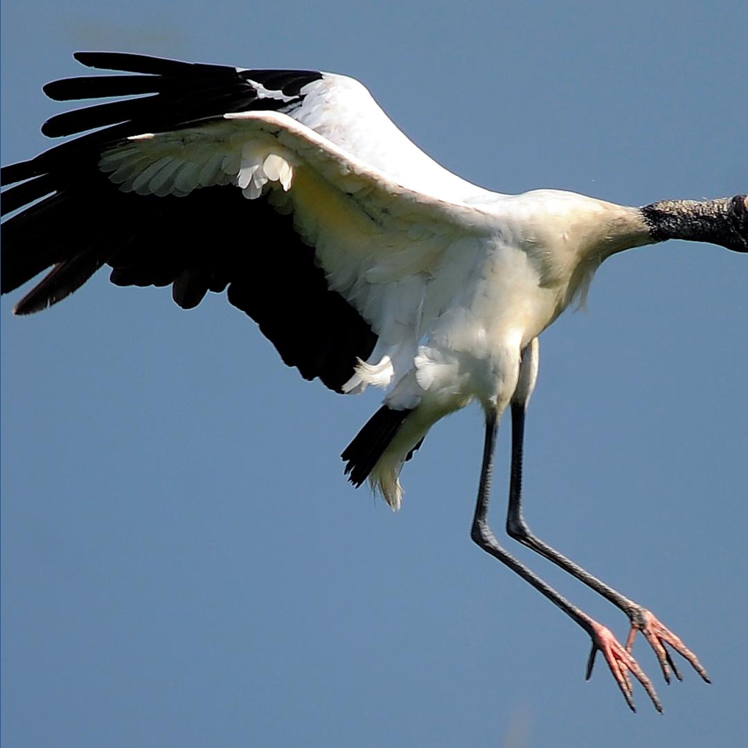 Georgia bird set to be delisted from endangered and threatened species ...