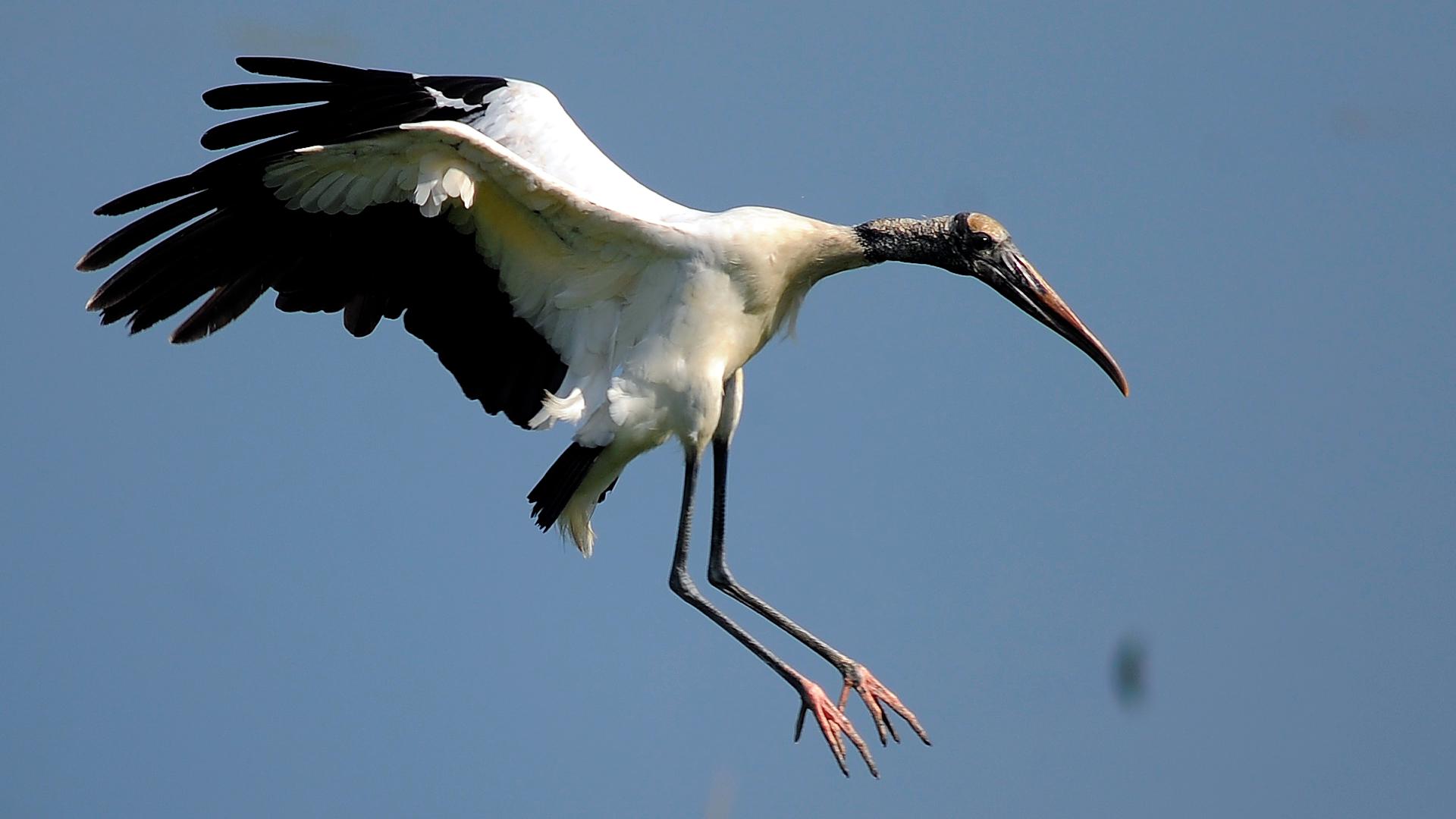 Georgia bird set to be delisted from endangered and threatened species ...