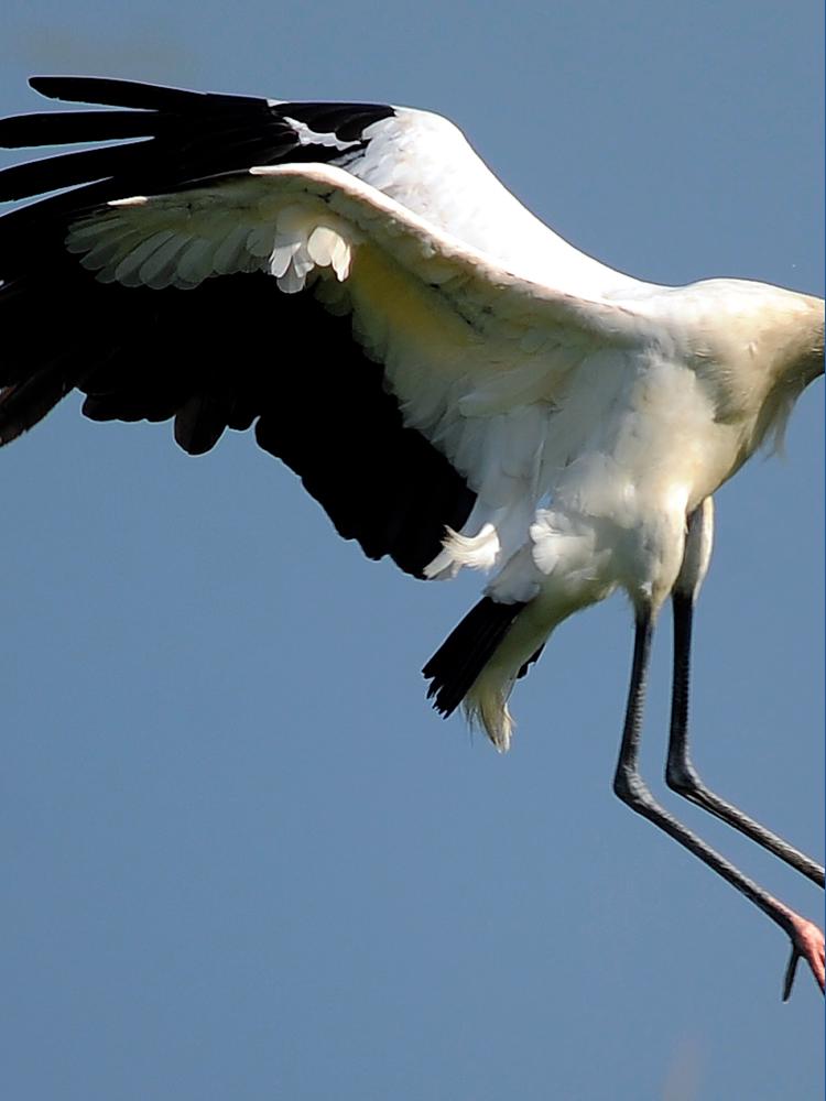 Georgia bird set to be delisted from endangered and threatened species ...